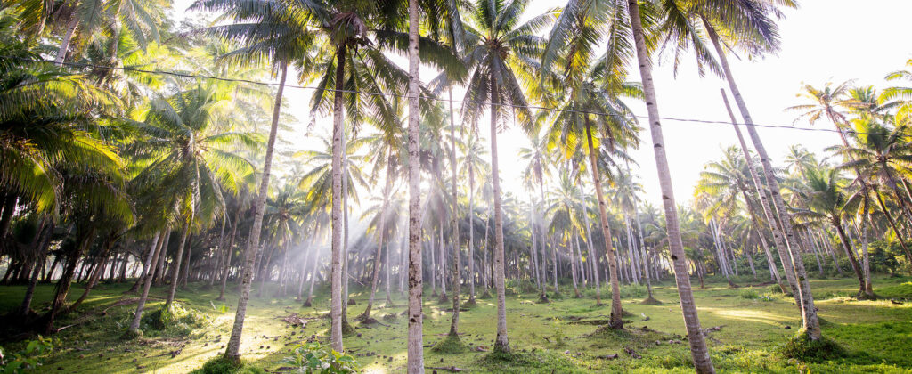 The Tree of Life: Why is the coconut tree referred to as the Tree of ...